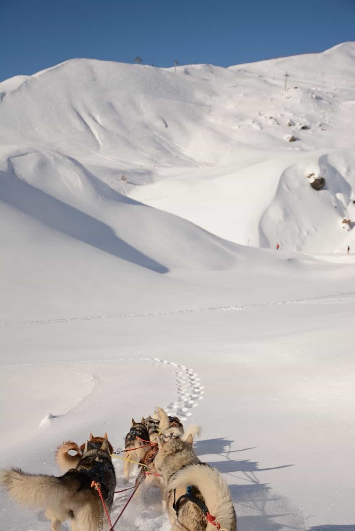 Husky Dog Sledding in the Alps