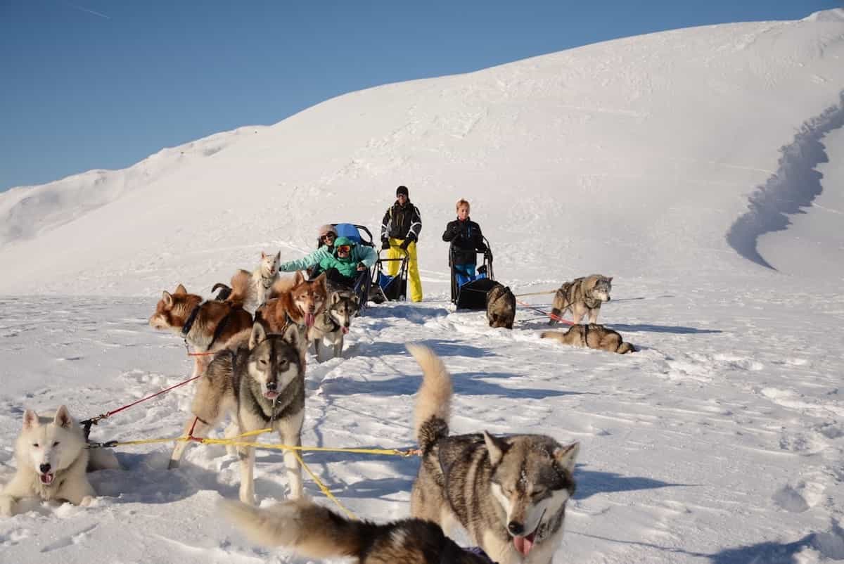 Husky Dog Sledding in the Alps
