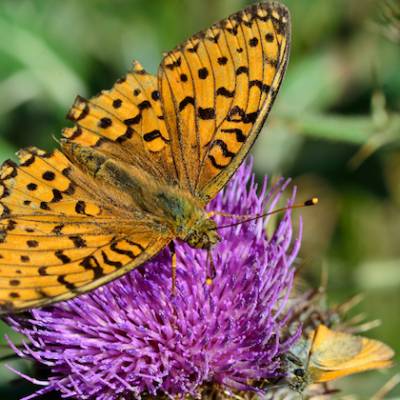 Wildlife, Wolf Tracking & Bird Watching Holidays in Europe 2025 ...